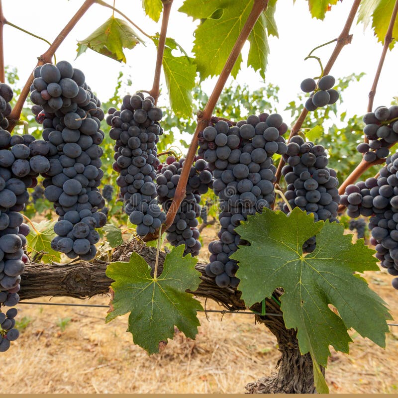 Ripe Red Grape Clusters on the Vine. Stock Image - Image of brunello ...