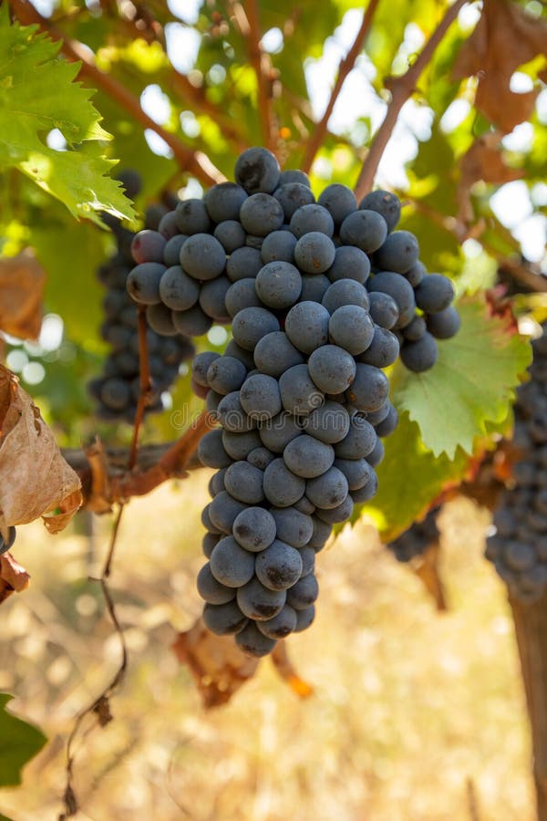 Ripe Red Grape Clusters on the Vine. Stock Image - Image of ripe ...