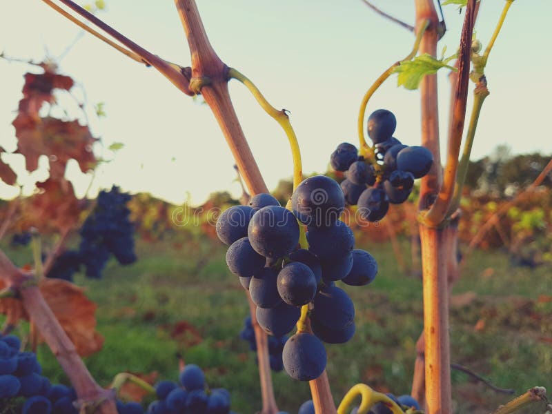 Ripe Red Grape Clusters on the Vine Stock Image - Image of natural ...