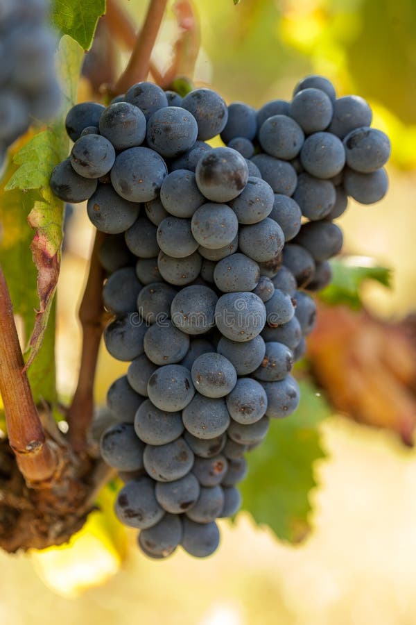Ripe Red Grape Clusters on the Vine. Stock Image - Image of cabernet ...