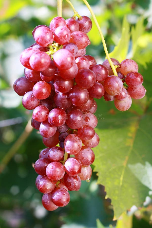 Ripe red grape stock image. Image of business, grapevine - 33054721