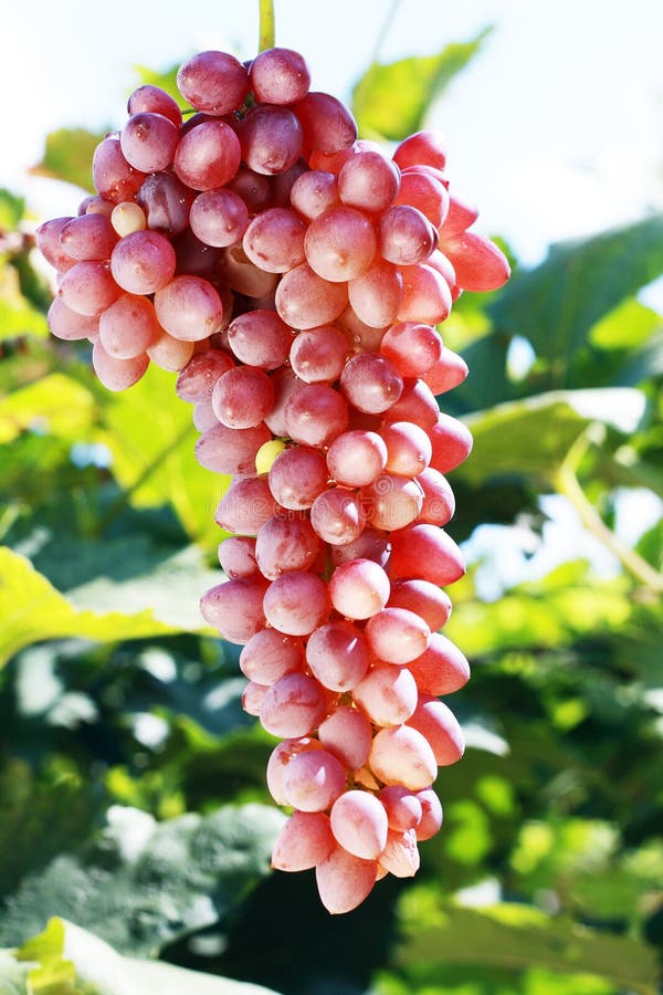 Ripe red grape stock photo. Image of fruit, farming, produce - 33054750