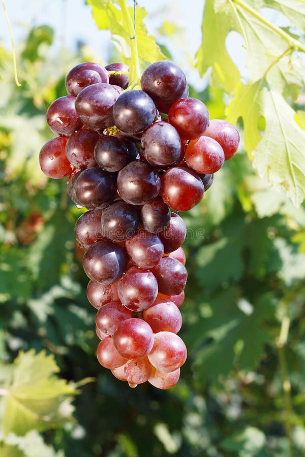 Ripe red grape stock photo. Image of agriculture, plant - 33220694