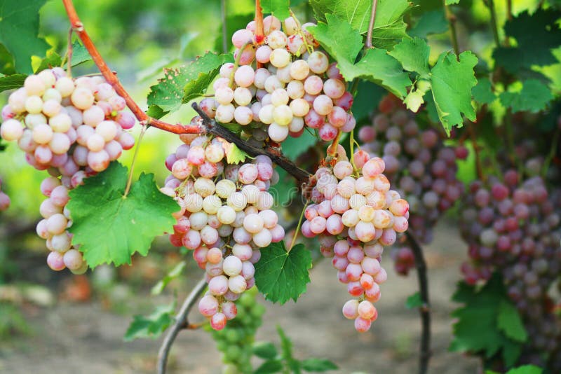 Ripe red grape stock image. Image of vineyard, ripe, harvesting - 33221253
