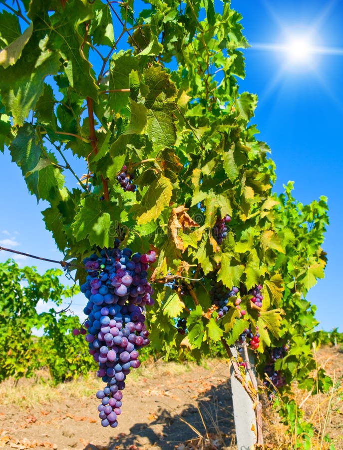 Ripe Red Grapes on the Field Stock Photo - Image of purple, october ...