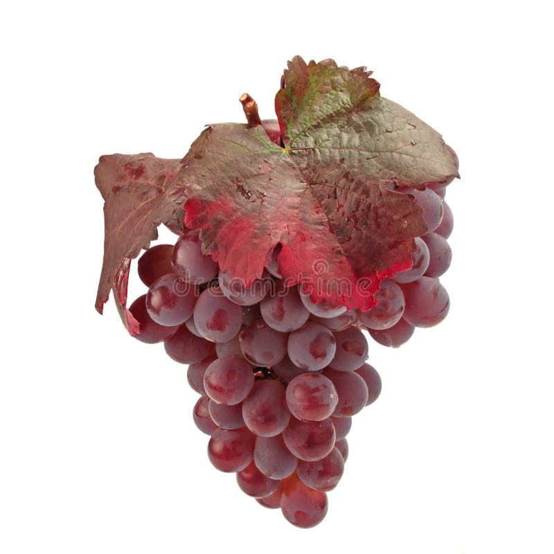 Ripe red grapes stock photo. Image of black, harvest - 60121754
