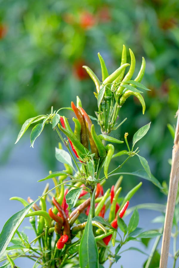 Ripe Red and Green Chilli on a Tree, Green Chilies Grows in the Garden ...