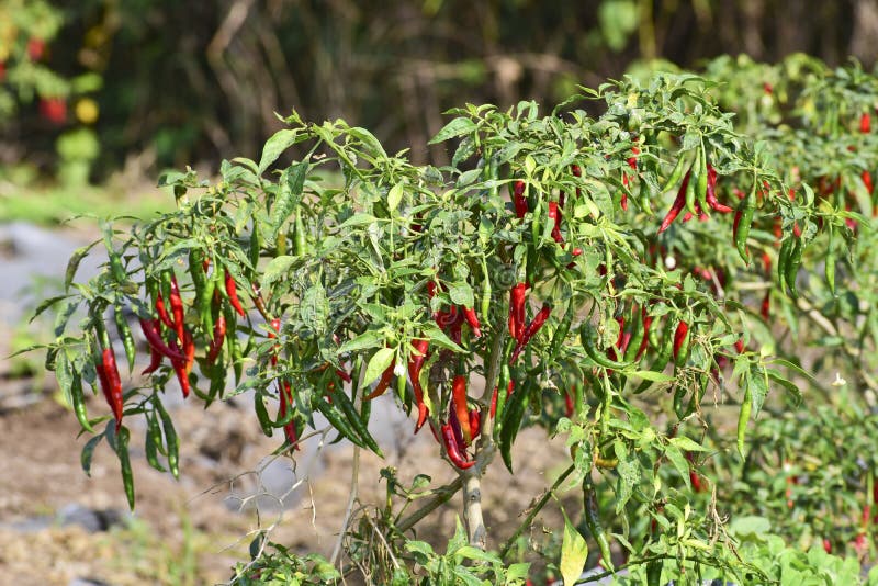 Ripe Red and Green Chilli on a Tree Stock Image - Image of ripe ...