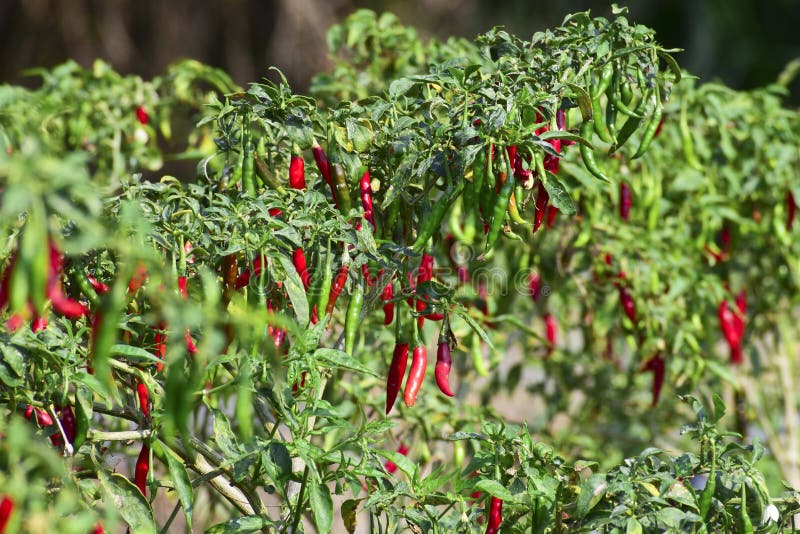 Ripe Red and Green Chilli on a Tree Stock Photo - Image of chile ...