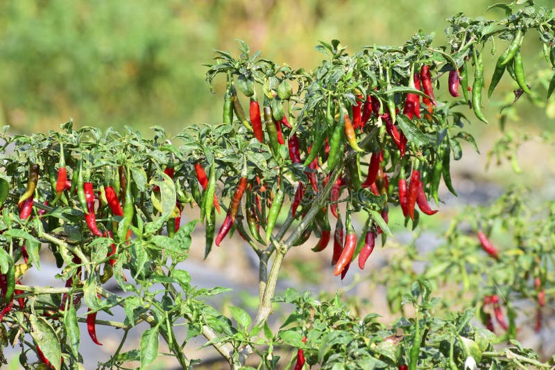 Ripe Red and Green Chilli on a Tree Stock Photo - Image of leaf ...