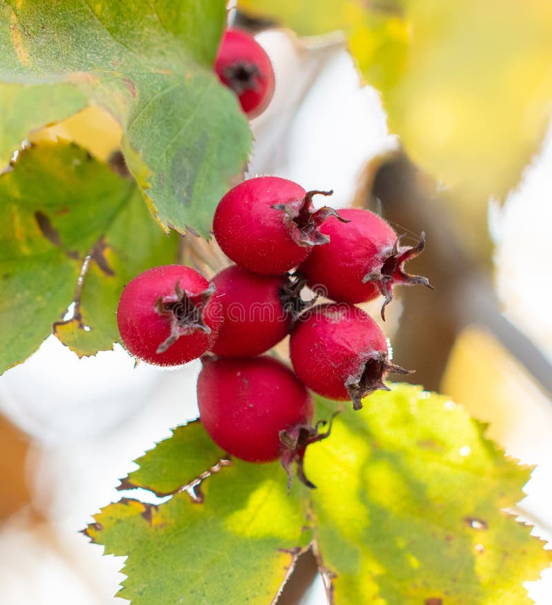 Ripe Red Hawthorn on a Plant Stock Image - Image of fruit, food: 230088237