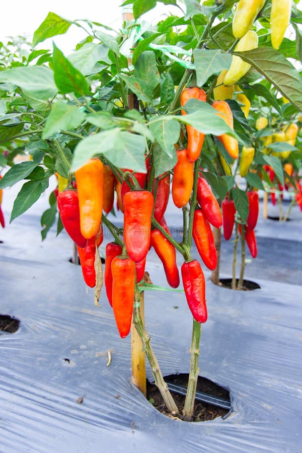 Ripe Red Hot Chili Peppers on a Tree Stock Photo - Image of fresh ...