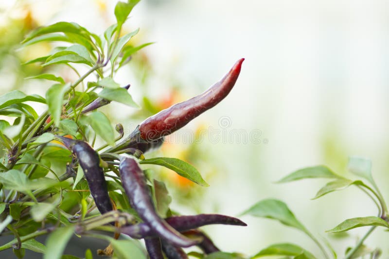 Ripe Red Hot Chili Peppers on a Tree Stock Photo - Image of fresh ...