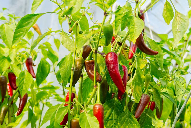 Ripe Red Hot Pepper Growing on a Bush in a Greenhouse. Stock Image ...