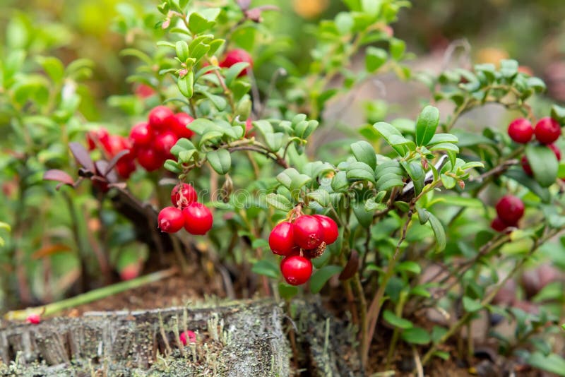 Lingonberries on Bush stock image. Image of nature, food - 43702259