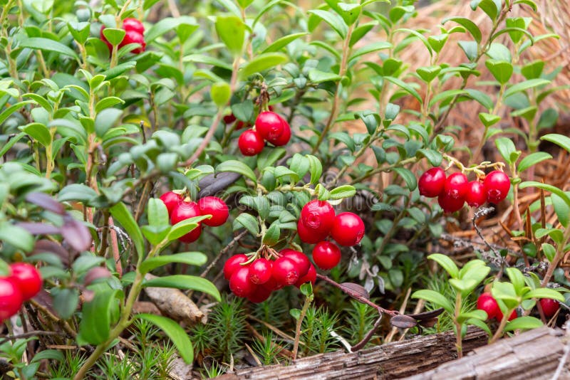 Lingonberries on Bush stock image. Image of nature, food - 43702259