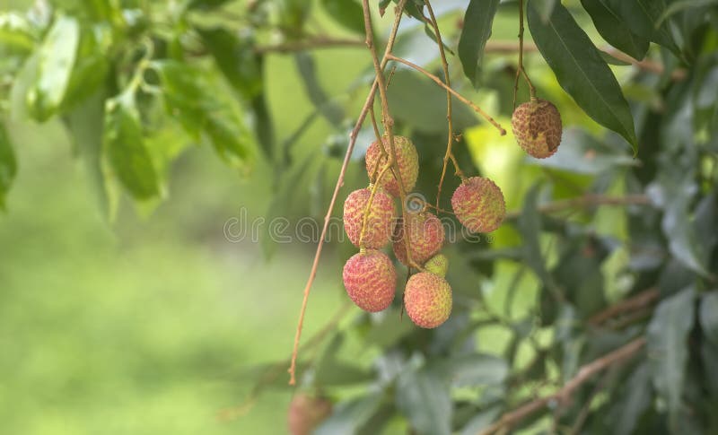 Lychees stock image. Image of light, fruit, lychees - 219093907