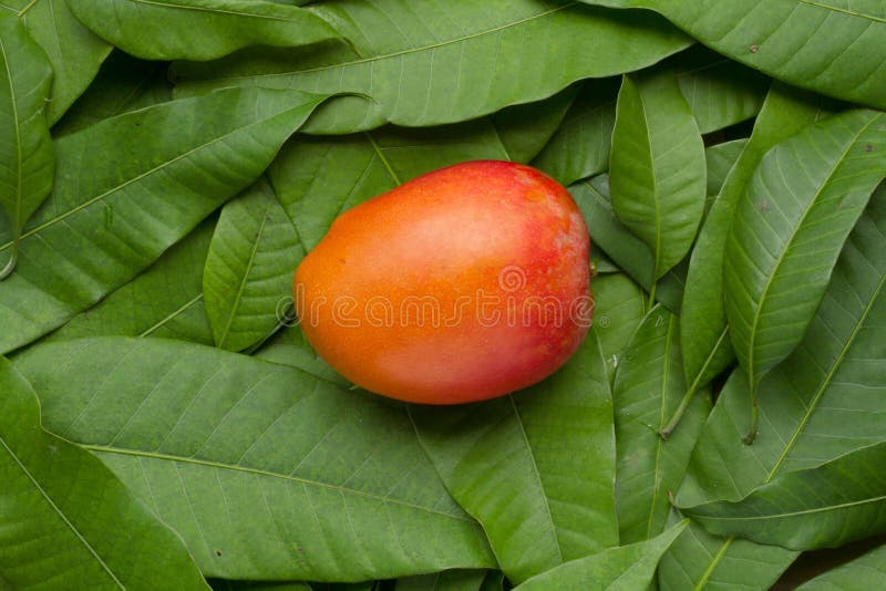 Ripe Red Mango On Green Leaf Background Stock Photo - Image of juice ...