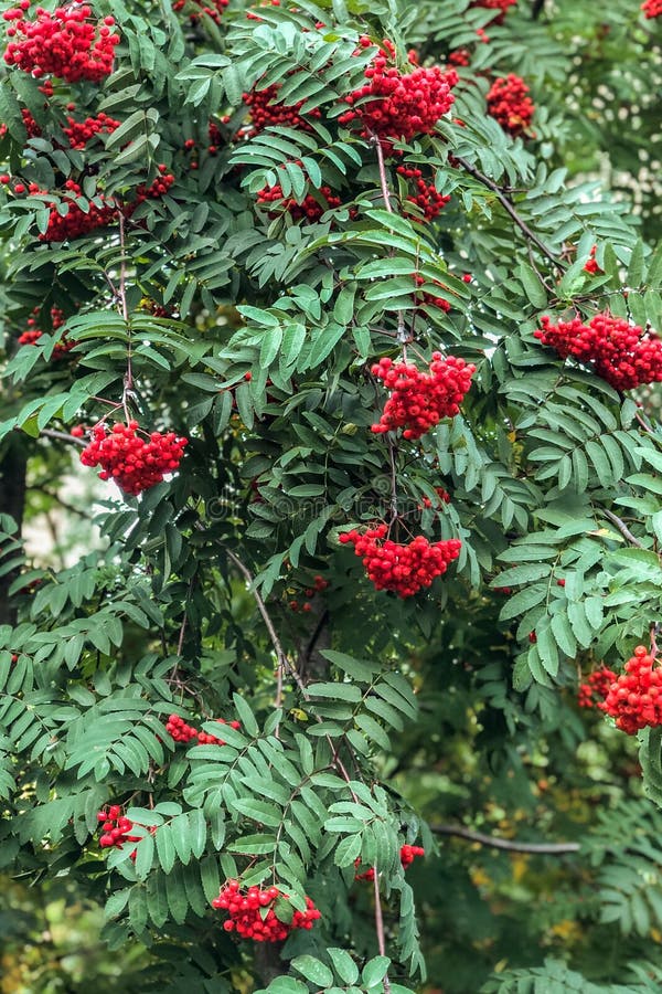 Red Mountain Ash on a Growing Tree Stock Photo - Image of nature ...