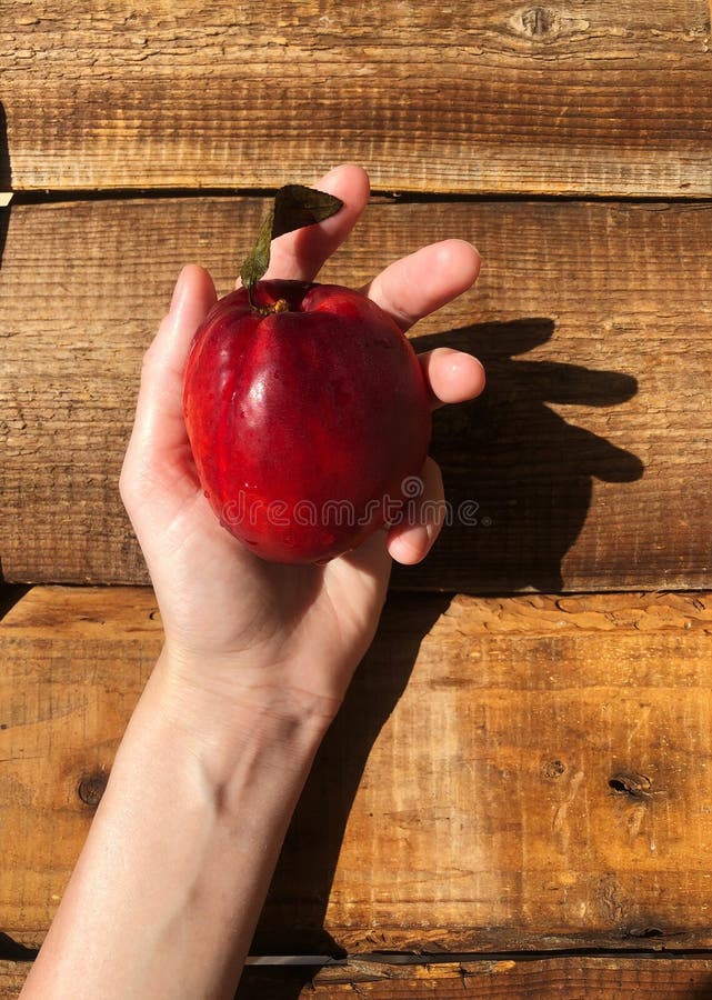 Ripe Red Nectarine in Hand Close Up Stock Image - Image of health ...