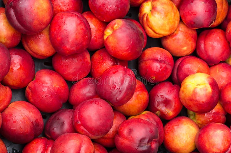 Ripe Red Nectarines for Sale at the Market Stock Photo - Image of fresh ...