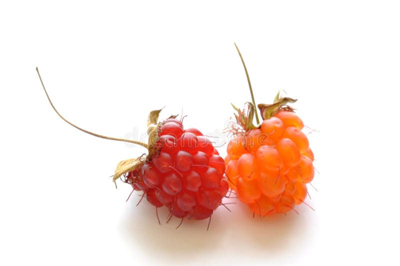 Ripe Red and Orange Wild Raspberries Stock Image - Image of background ...