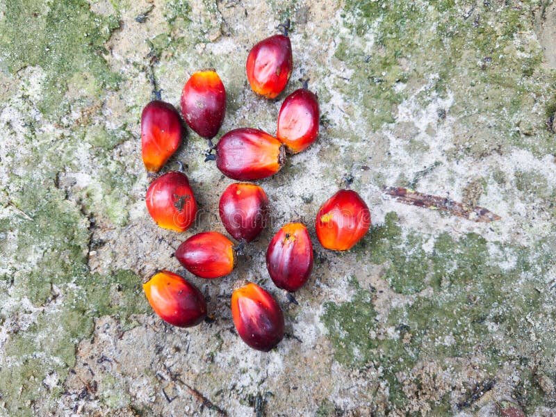 Ripe and red palm kernels stock photo. Image of green - 319269000