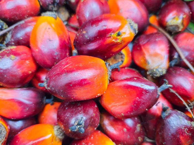 Ripe and red palm kernels stock image. Image of nature - 319269077