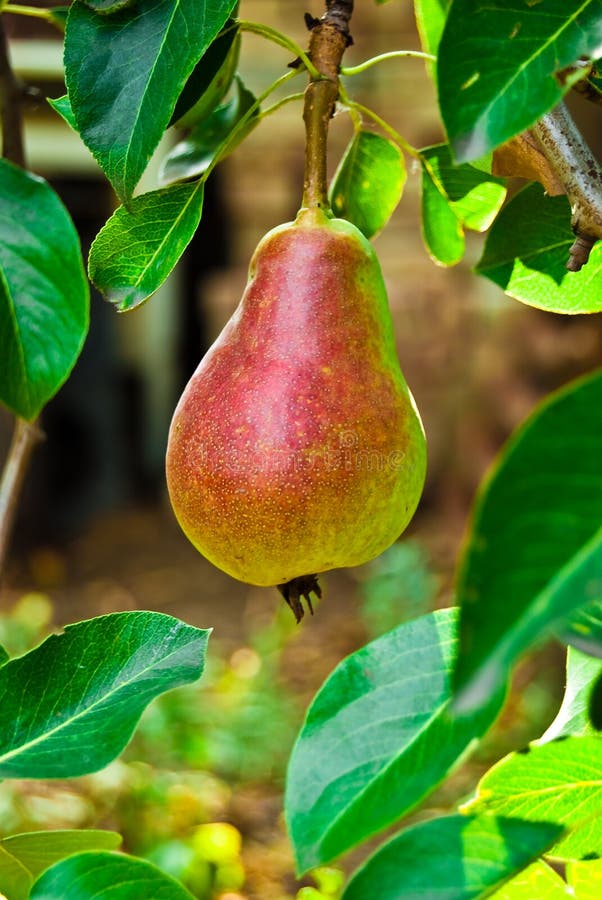 Ripe red pear stock image. Image of foreground, pear - 10376751