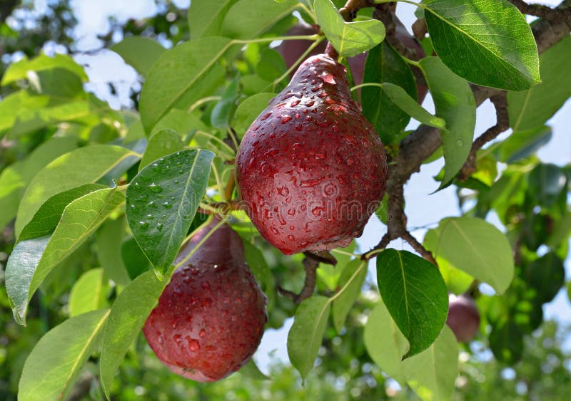 Ripe Red Pear Grows on a Branch Stock Photo - Image of nature, mature ...