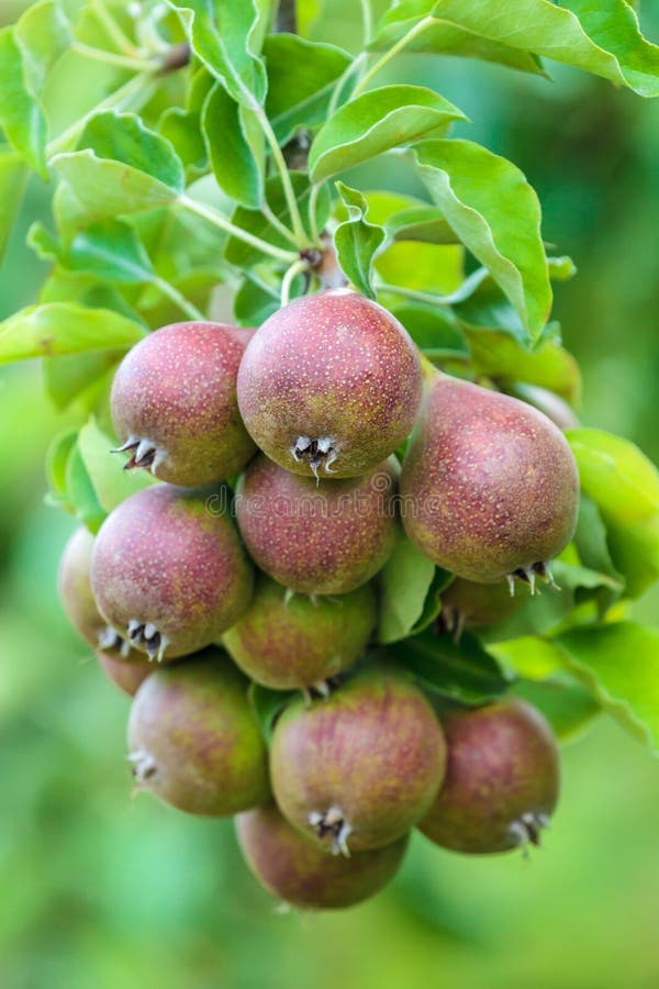 Ripe Red Pears in an Orchard Stock Image - Image of fruit, cultivate ...