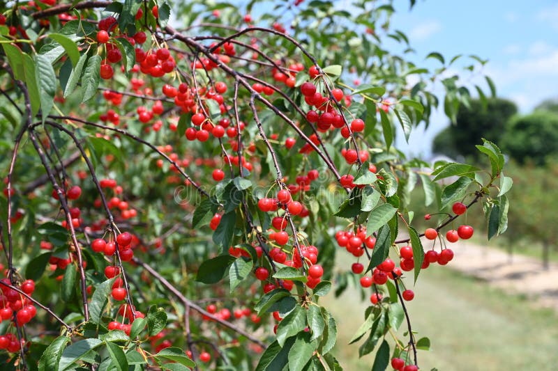 Pie Cherry Tree stock image. Image of sour, vegan, june - 188095613