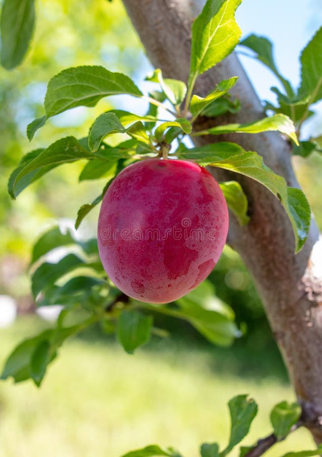 Ripe Red Plum on Tree Branches in Summer. Stock Photo - Image of ...