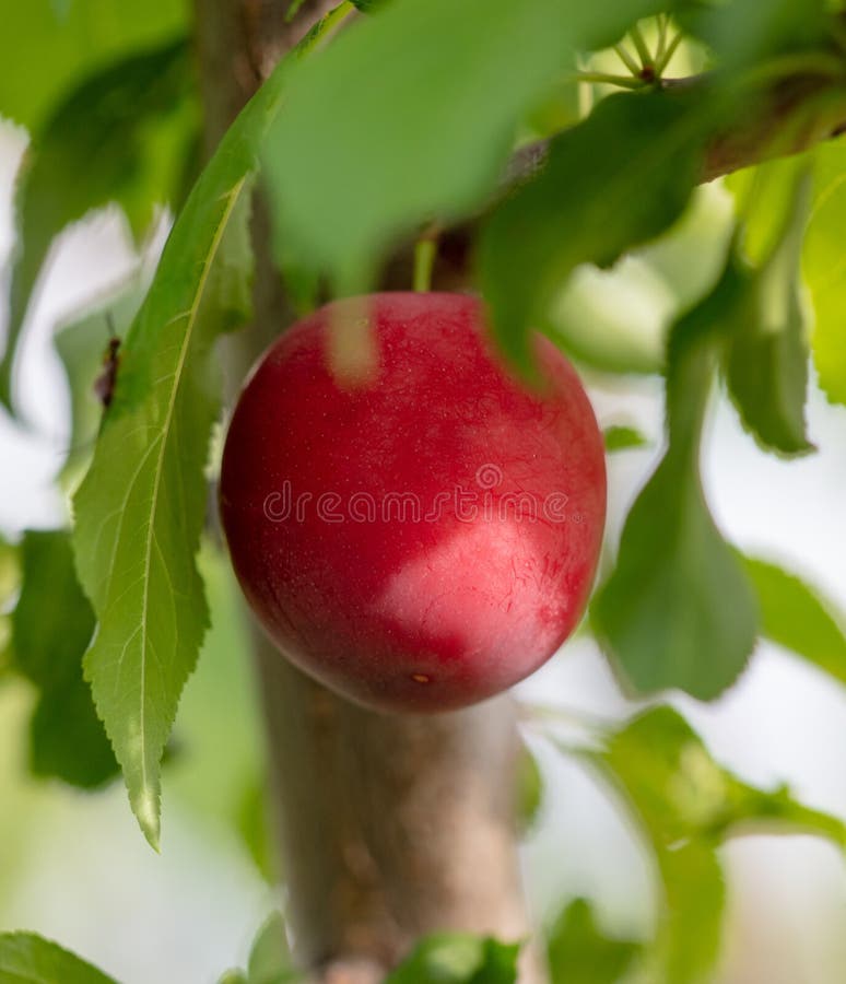 Ripe Red Plum on Tree Branches in Summer. Stock Image - Image of tree ...