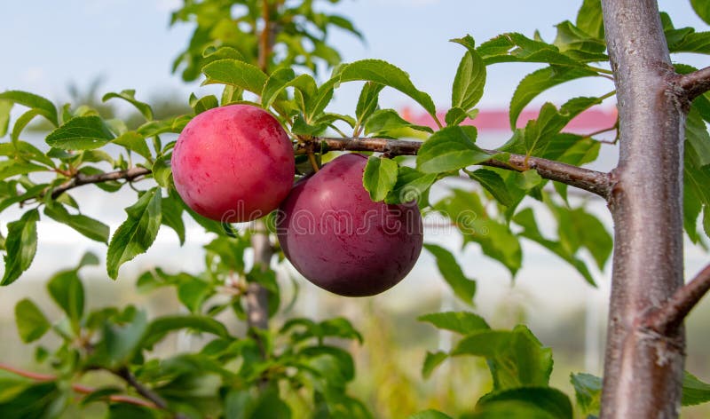 Ripe Red Plum on Tree Branches in Summer. Stock Image - Image of ...