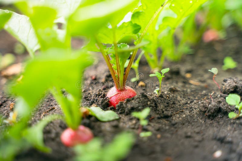 Ripe Red Radish Growing in Soil Closeup Stock Image - Image of radishes ...