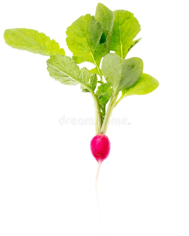 Ripe Red Radish Isolated on a White Background Stock Image - Image of ...