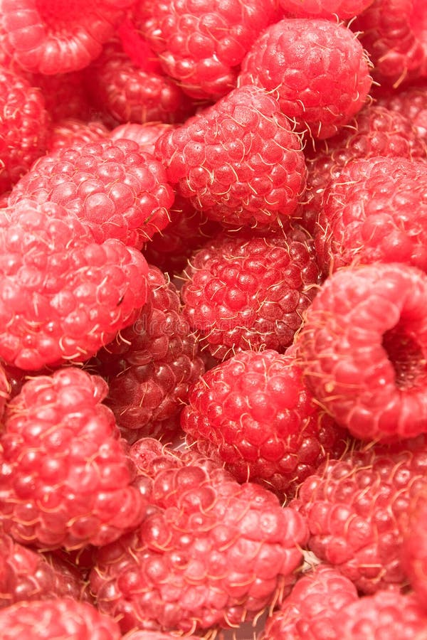 Raspberries stock image. Image of closeup, berries, fruit - 12162339