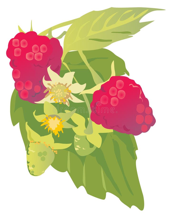 Ripe red raspberries stock vector. Illustration of leaves - 55826748