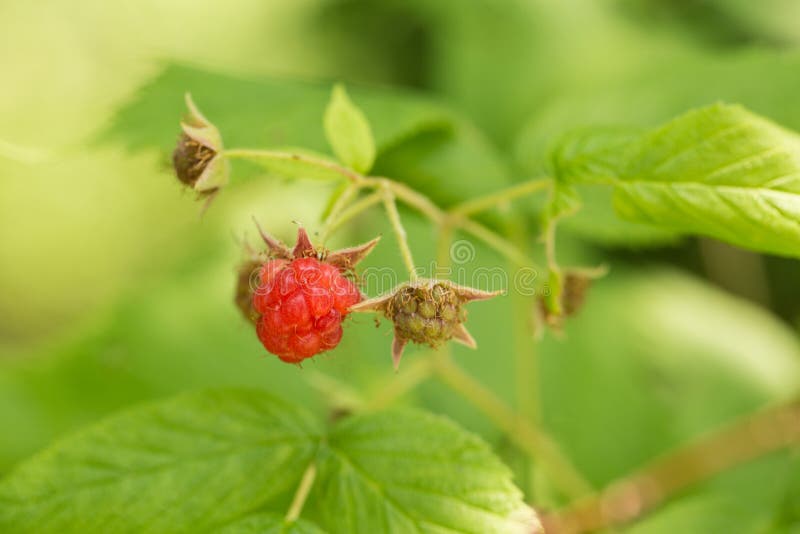 Ripe Red Raspberries Growing On Plant Stock Image Image Of Plant