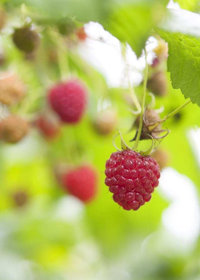 Ripe and red raspberries stock photo. Image of flora - 97983740
