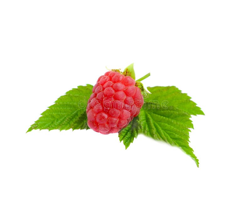 Ripe Red Raspberries on White Background Stock Image - Image of natural ...