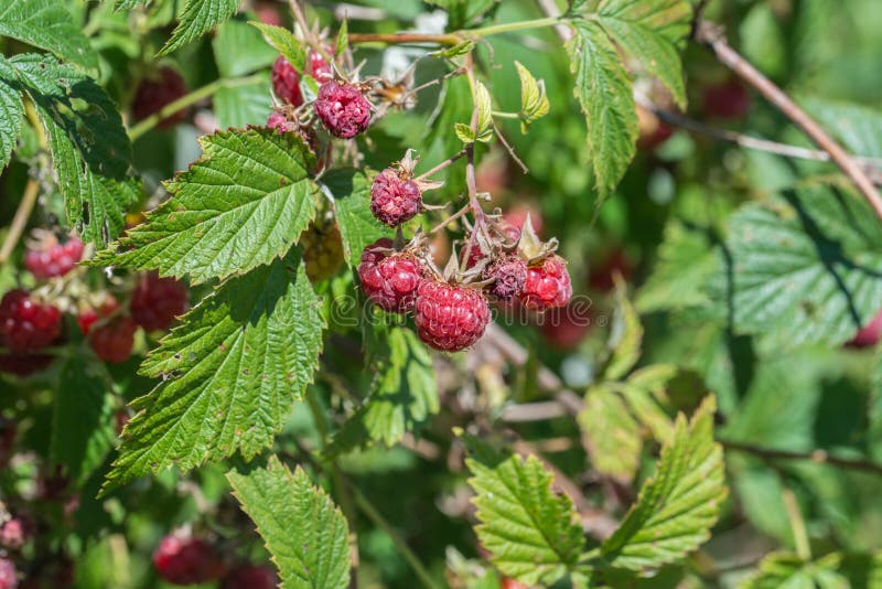 Ripe Red Raspberries On A Wild Raspberry Bush Germany Stock Image