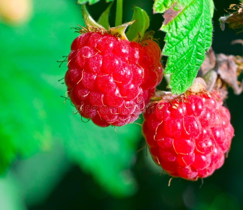 Ripe red raspberry stock image. Image of bush, closeup - 5771289