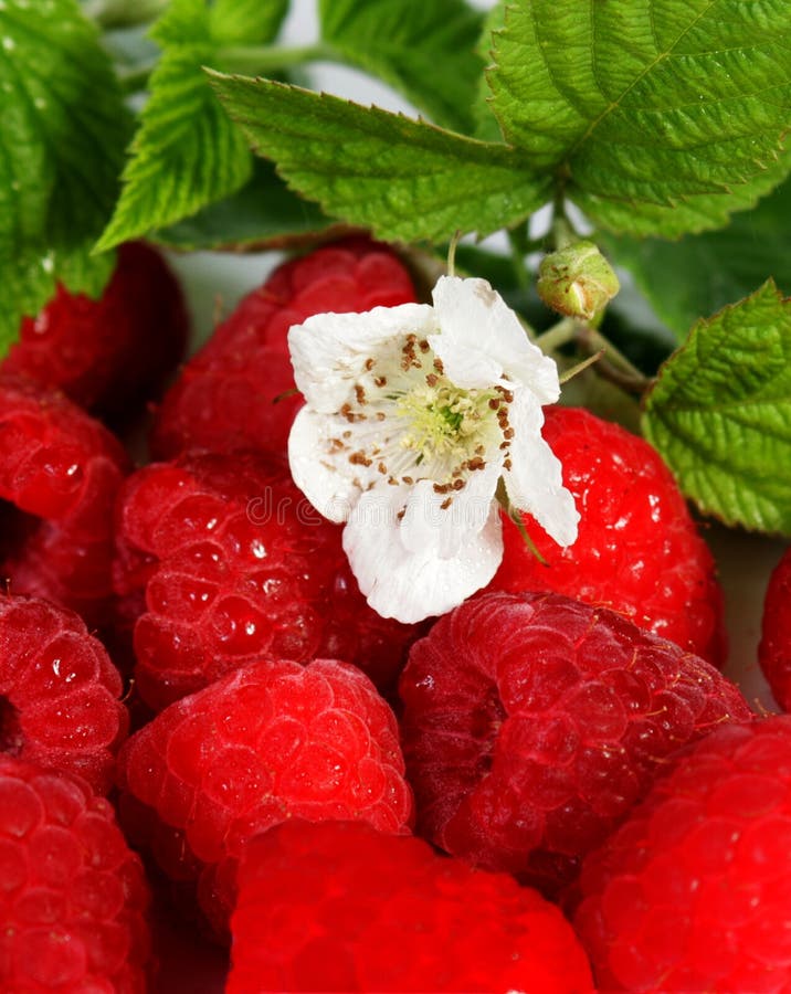 Ripe Red Raspberry stock image. Image of color, nature - 9489289