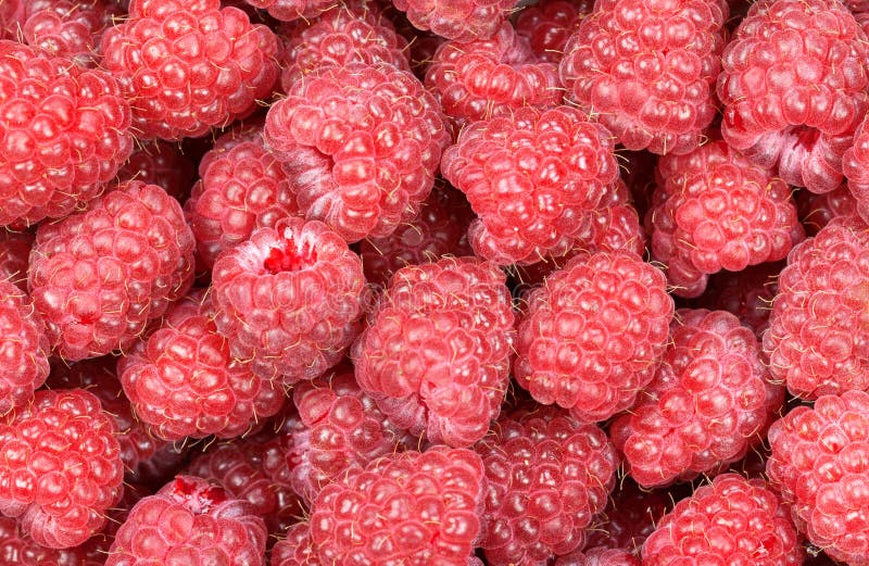 Ripe Fresh Raspberry on a Green Bush Stock Photo - Image of garden ...
