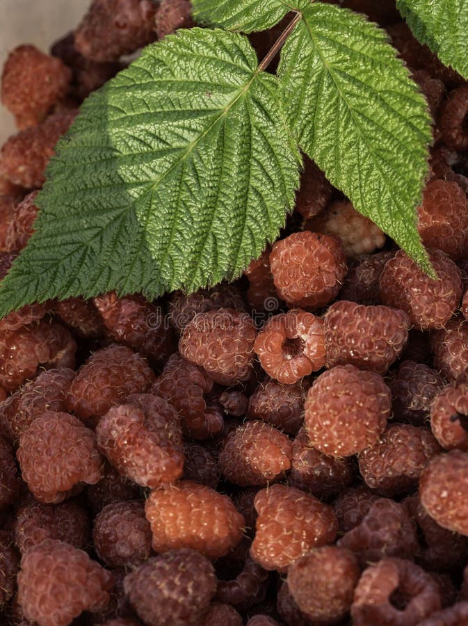 Ripe Red Raspberry Background with Green Leaves, Vertical Stock Image ...