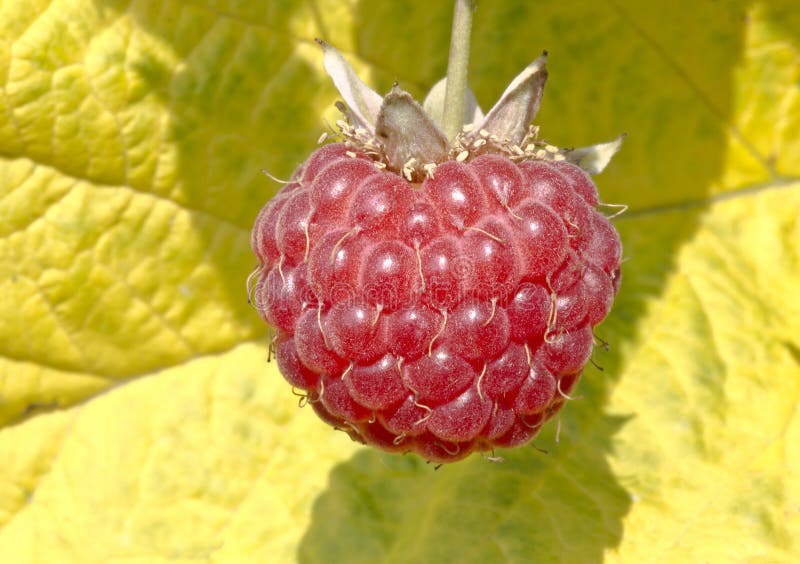 Ripe Red Raspberry on a Background of Leaves Stock Image - Image of ...