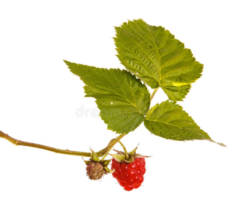 Ripe Red Raspberry on a Branch. Isolated on White. Set Stock Image ...