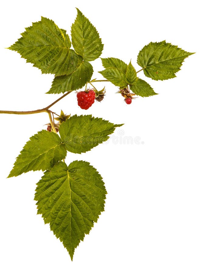 Ripe Red Raspberry on a Branch. Isolated on White. Set Stock Image ...